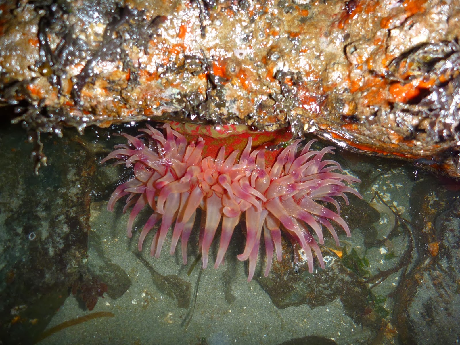 Buzz's Marine Life of Puget Sound: Dec 30, 2013