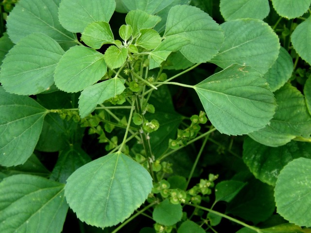 ECOHERBS .....: March 2019