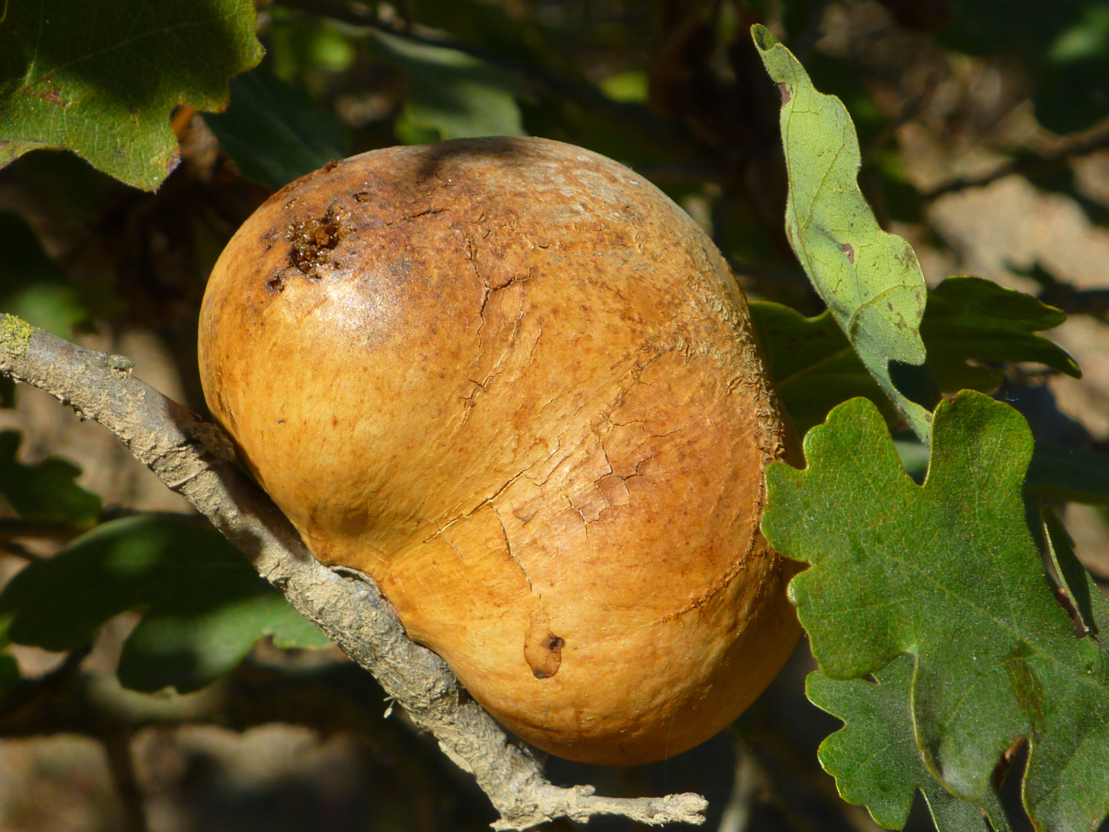 Trailing Ahead: Wetlands Walk Trail in Cosumnes River Preserve