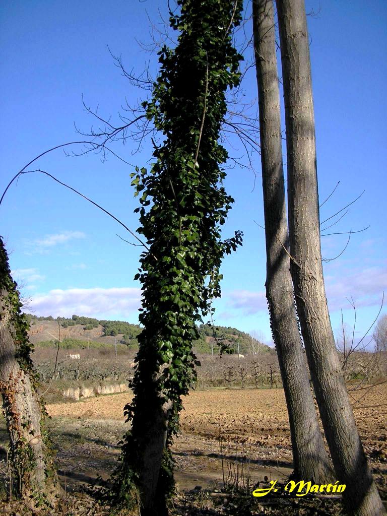 Flora silvestre de Ateca: Hedera helix.