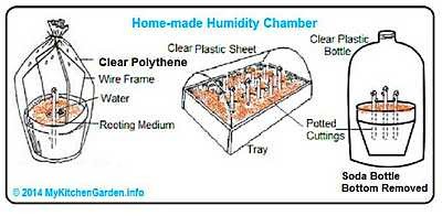 How To Plant Cuttings For Propagation