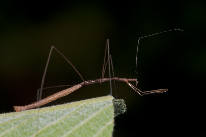 Real Monstrosities: Thread-legged Bug