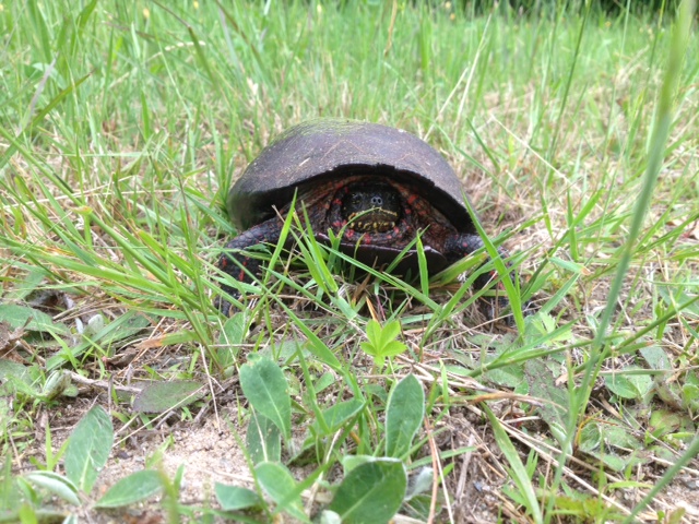 Living the Northeastern MBA