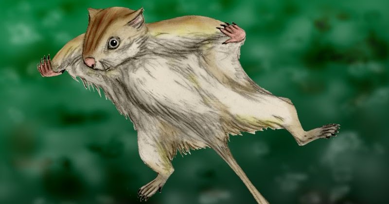 Variety of Life: Castorimorpha