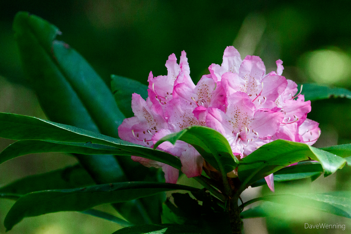 Deception Pass Rhododendrons 2016