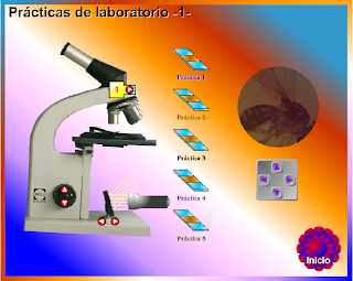 Crea y aprende con Laura: MICROSCOPIOS VIRTUALES