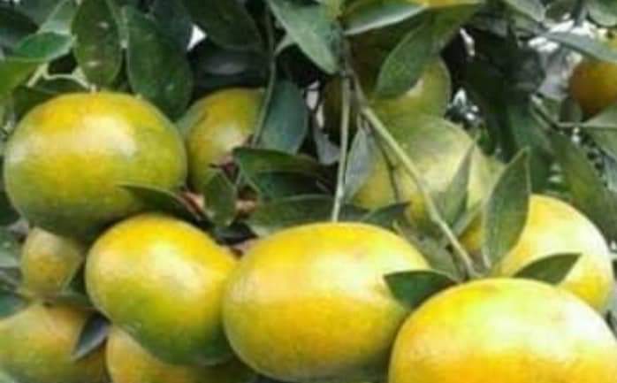 Mengenal Tanaman Buah Jeruk Atau Limau