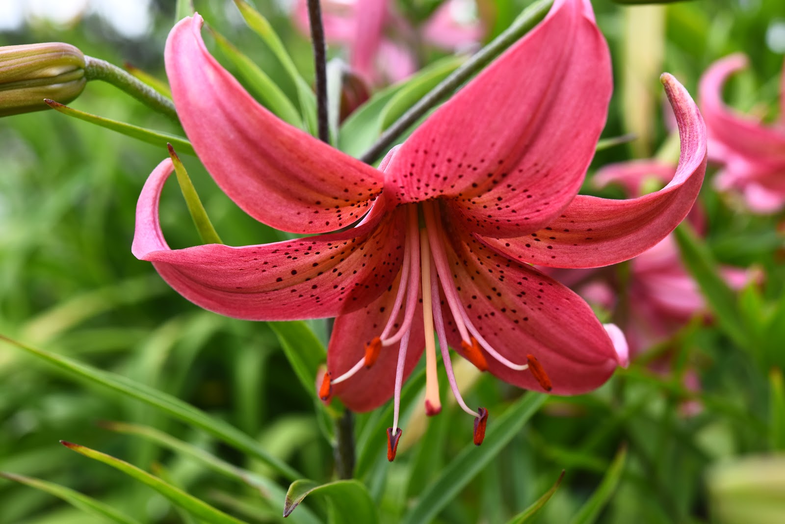 Lelija (pilkšvai rožinė)