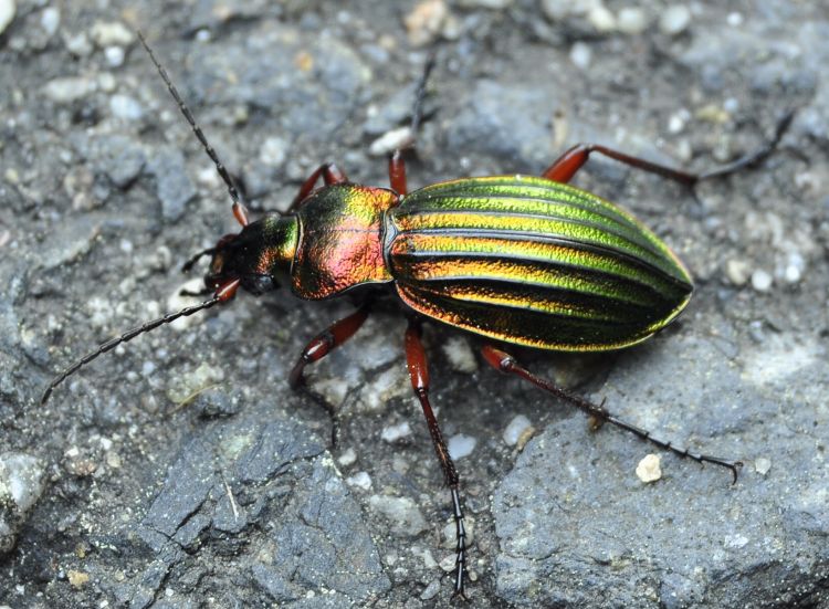 Arizona: Beetles, Bugs, Birds and more: Carabidae from the Portal ...
