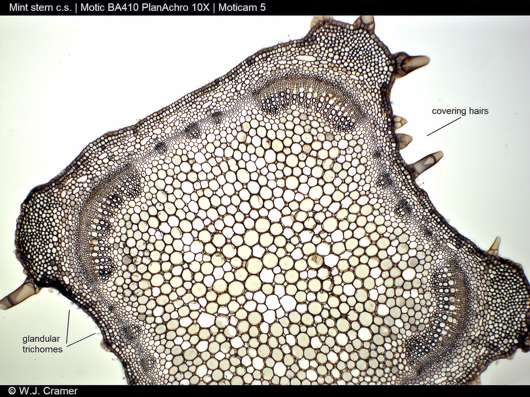 Motic Europe | Blog: Mint