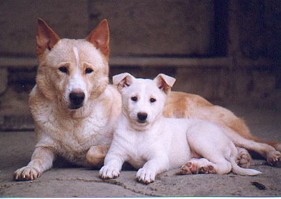 Canaan Dog | The Life of Animals