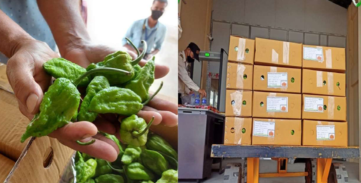 ‘Raja Mircha’ from Nagaland | PT's IAS Academy