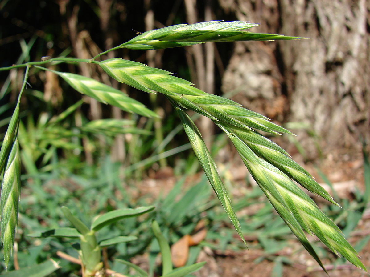 PLANTAS MEDICINALES: TRIGUILLO (Bromus catharticus Vahl.)