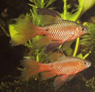 mondo dei rettili: Barbus conchonius