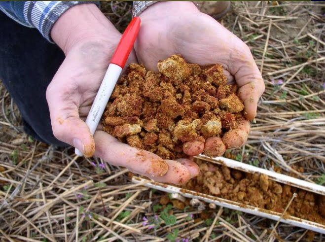 Onde as Plantas Crescem - Plintossolos