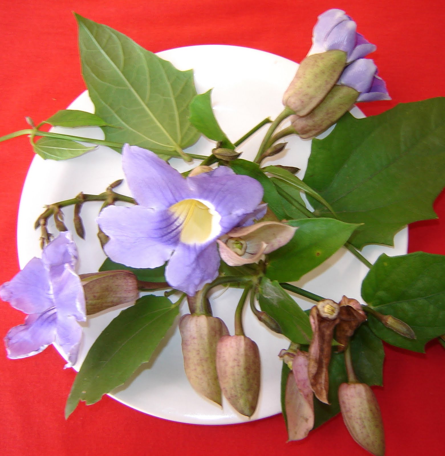 v e r d e c h a c o: Tumbergia