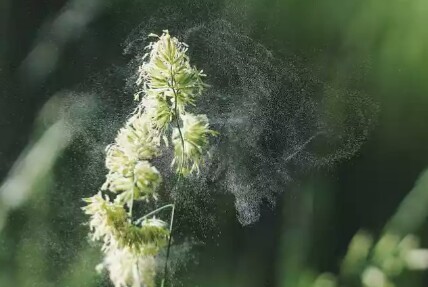 Organs of Vegetative Propagation and Perennation - Soccerepe