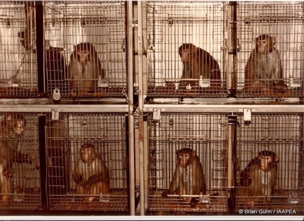 Ms Jablonski s Class Blog Animal Testing ms-jablonski-s-class-blog-animal-testing