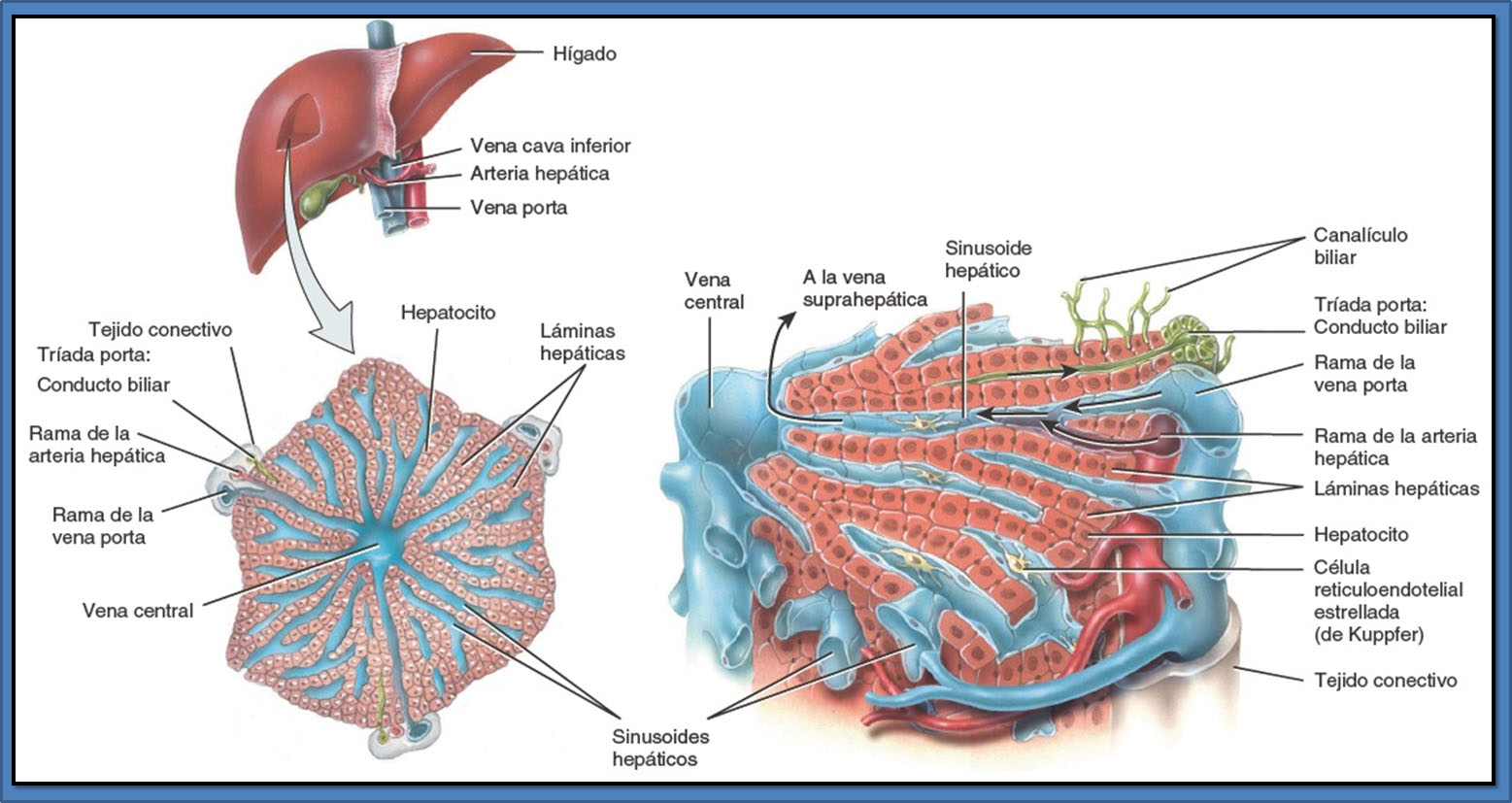 Hígado ~ Biopsicosalud