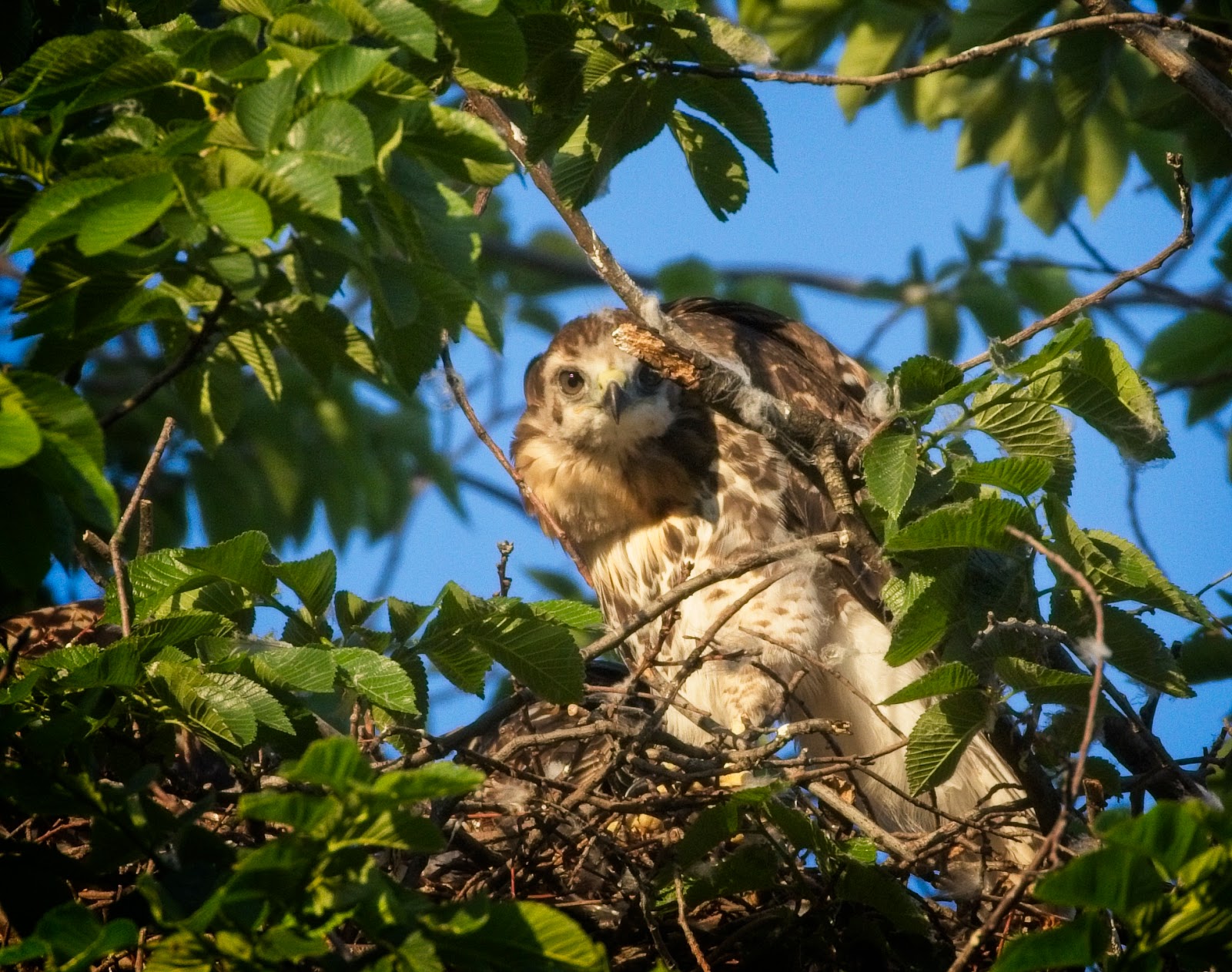 Laura Goggin Photography: Tompkins Square hawk chicks are branching