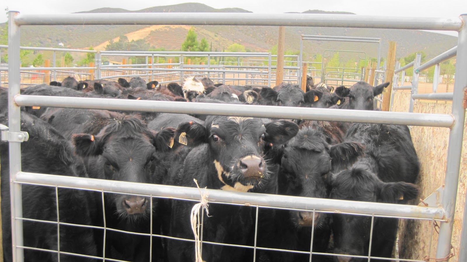 Three BCs and .....: AHBA Cattle, Goat, Sheep Trial