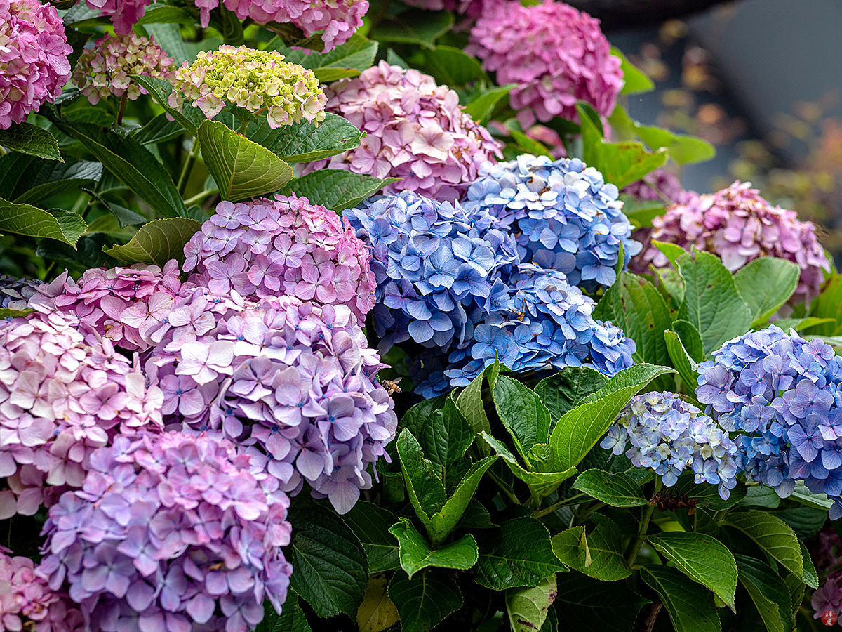 FROM THE GARDEN OF ZEN: Ajisai (Hydrangea) flowers: Kita-kamakura