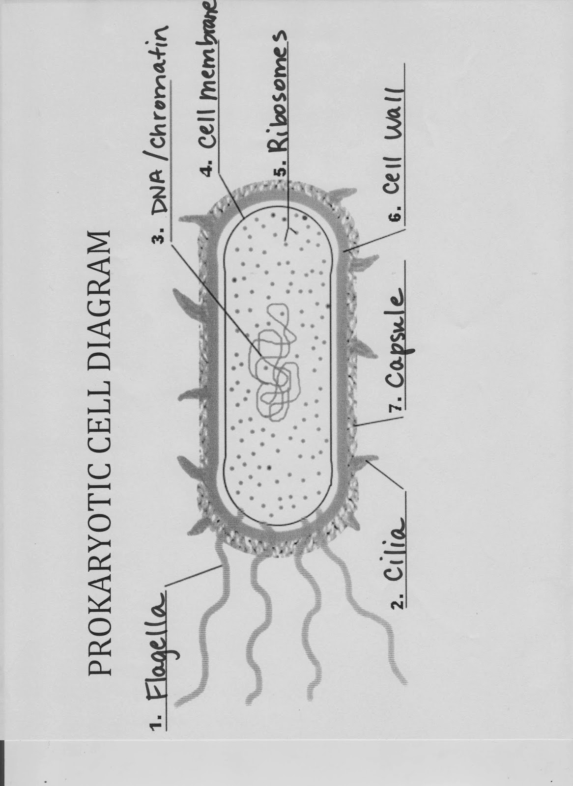 Prokaryotic Cell Unlabeled Diagram