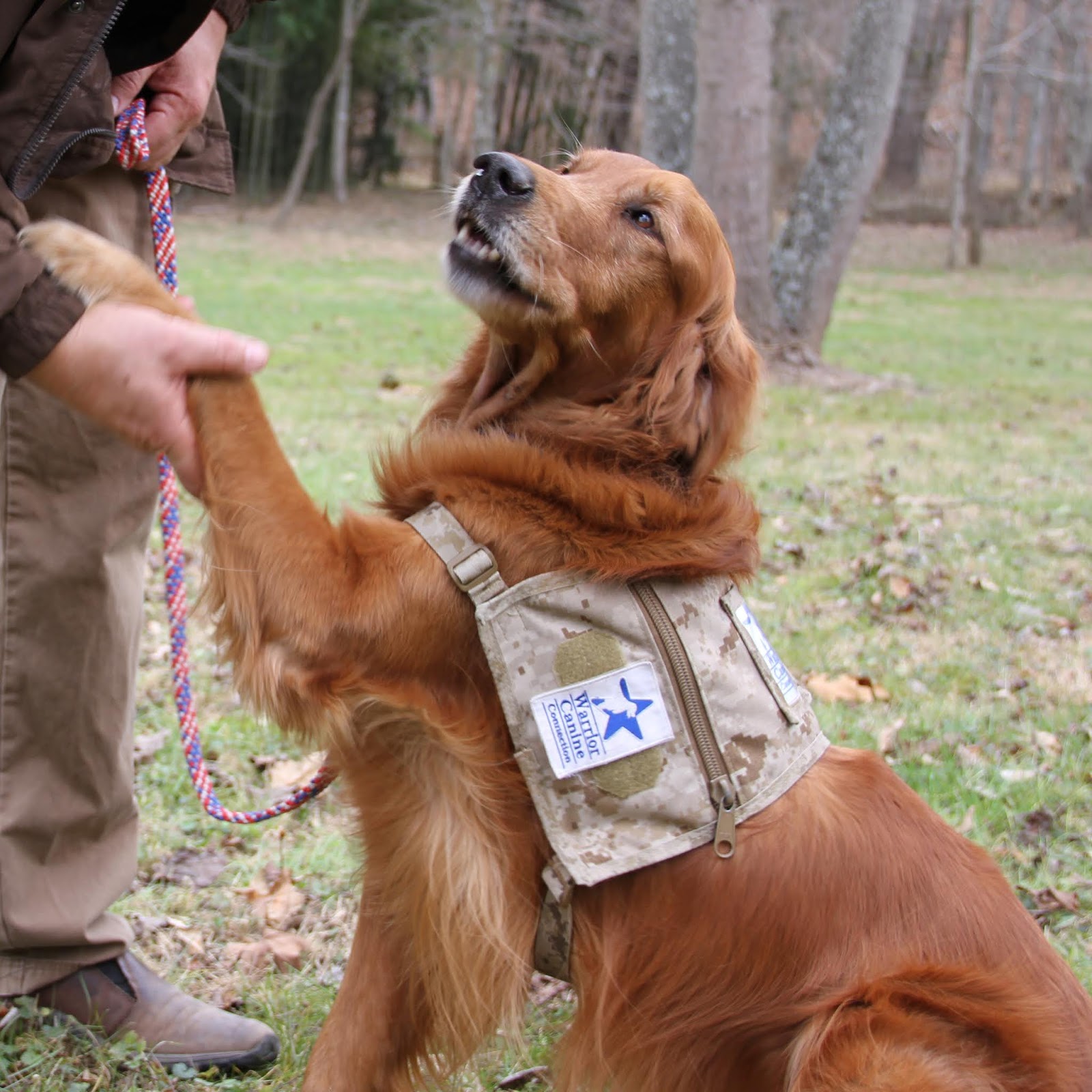 How To Register A Service Dog A Guide With 10 WebSites How To Register A Service Dog A Guide With 10 WebSites