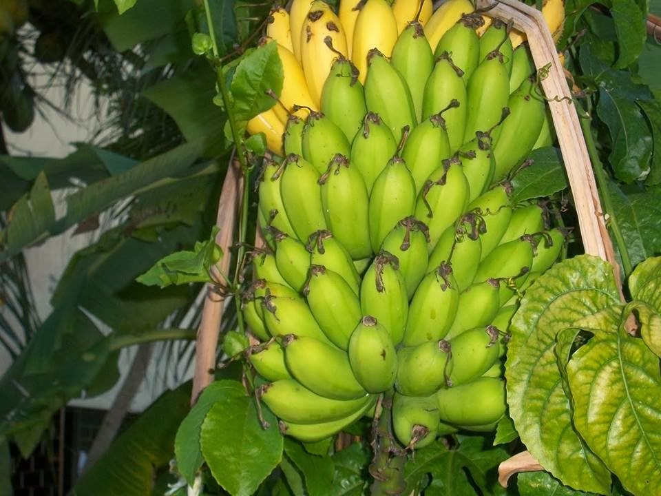 Ludugero desde que me entendo por Ludugero: AZINHAVRES, por João Maria ...