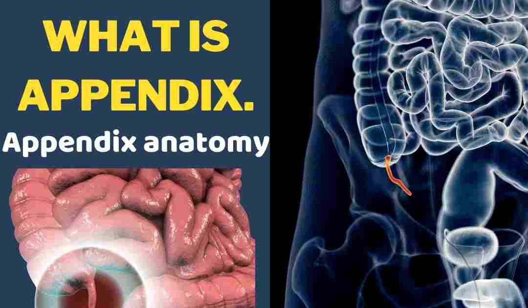 What is Appendix| Appendix anatomy | Apeendix Pain| when appendix is ...
