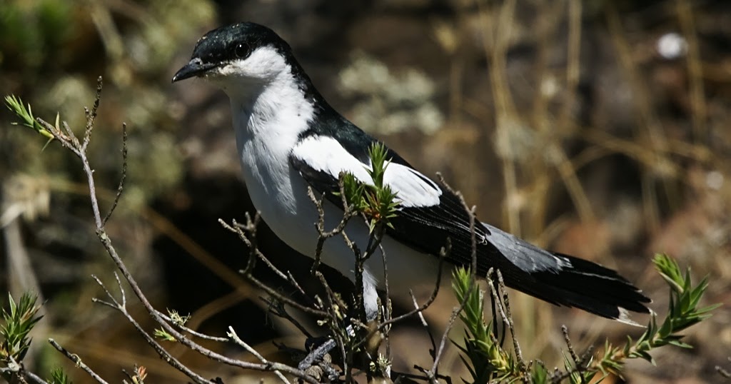 Variety of Life: Lalage