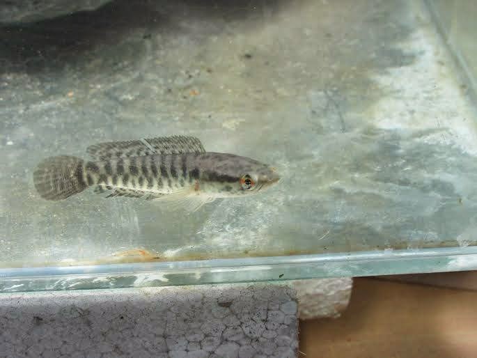Welcome to thailand-aquaticpets.blogspot.com Blog: Channa punctata picture