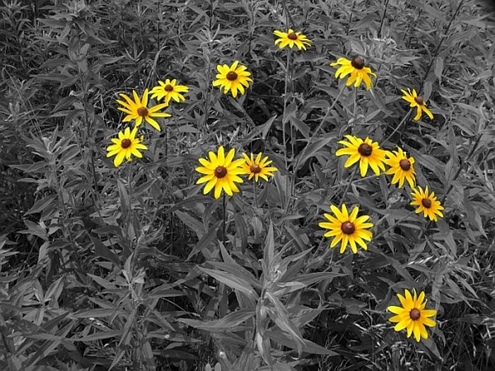 Fresh Pics: 50 Beautiful Examples of Selective Color Photography