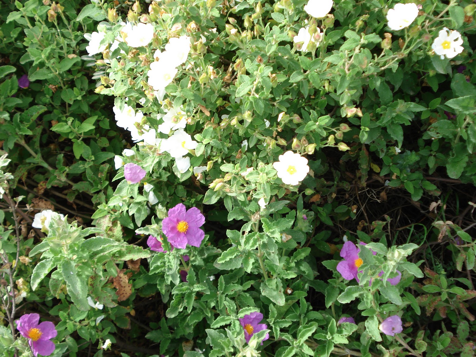 Labdanum of Cistus Incanus Creticus from Crete.: 10/1/05 - 11/1/05