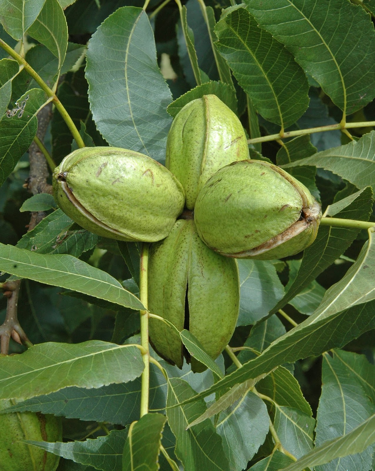 Northern Pecans: First nuts to shuck-split in 2019