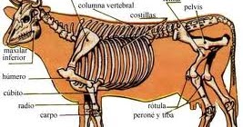 Sistema Oseo en Seres Vivos: ENDOESQUELETO