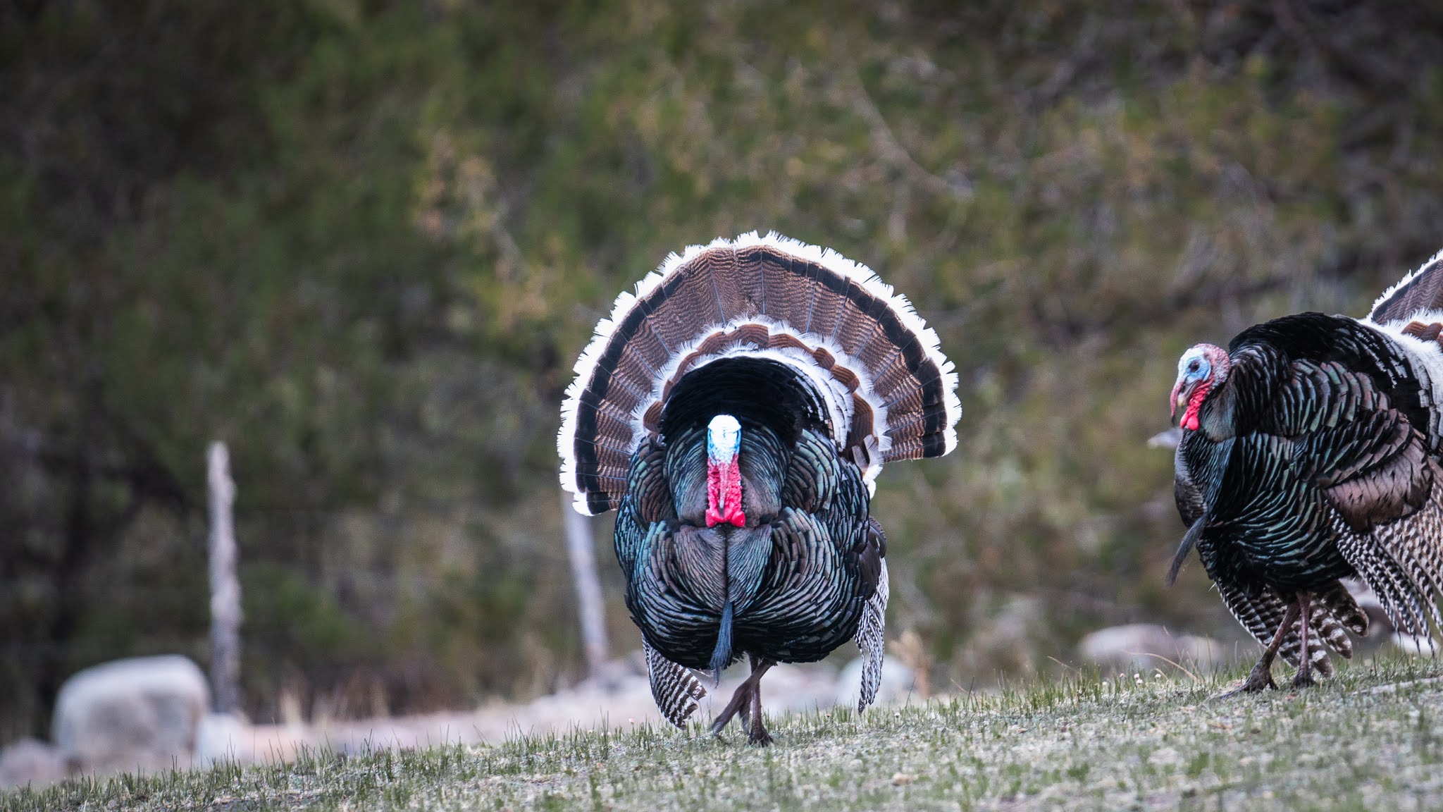Goulds Turkey Hunt: About our Gould's Turkey Hunts