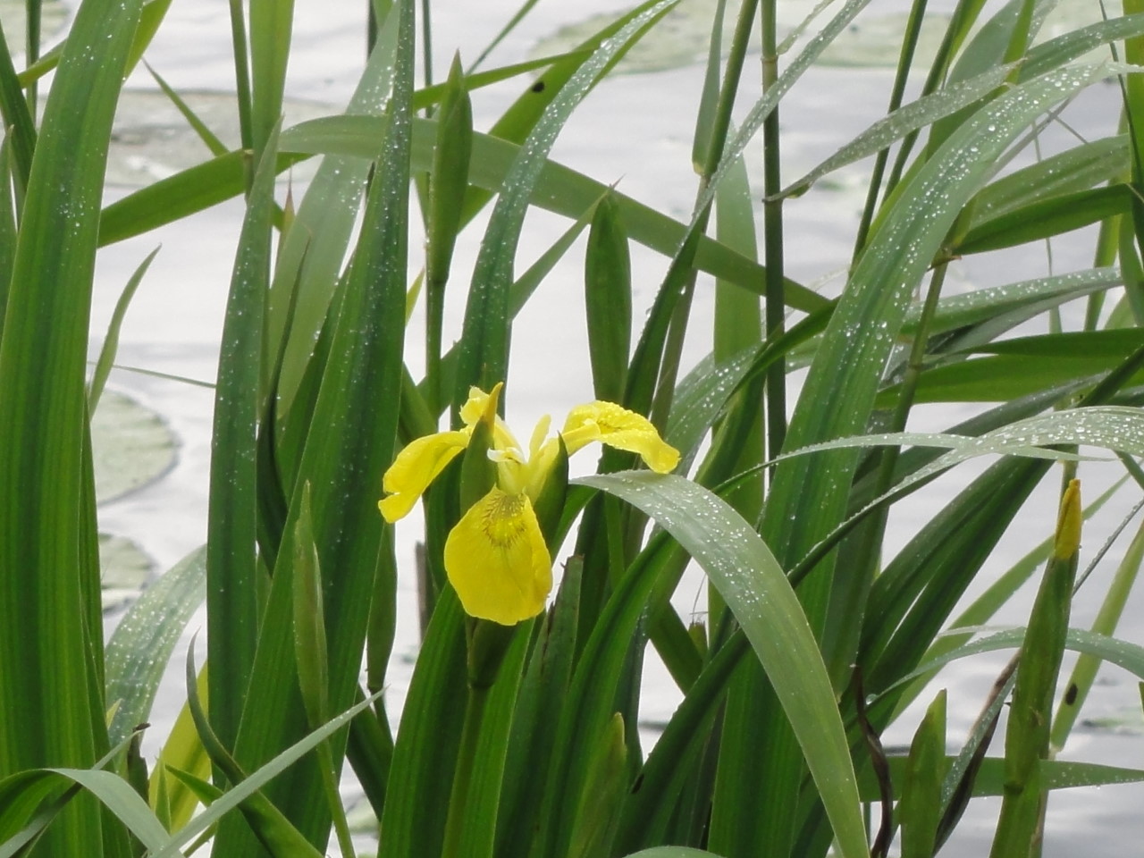 God is in de stilte: Lisdodde