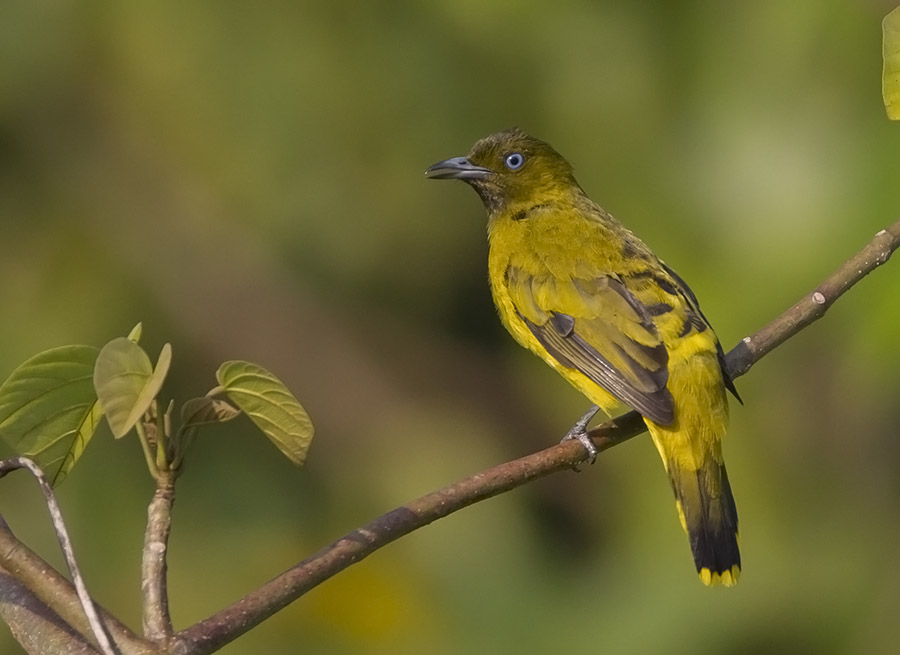 Indian Birds Photography: (delhibirdpix) andaman bulbul Indian Birds Photography: (delhibirdpix) andaman bulbul