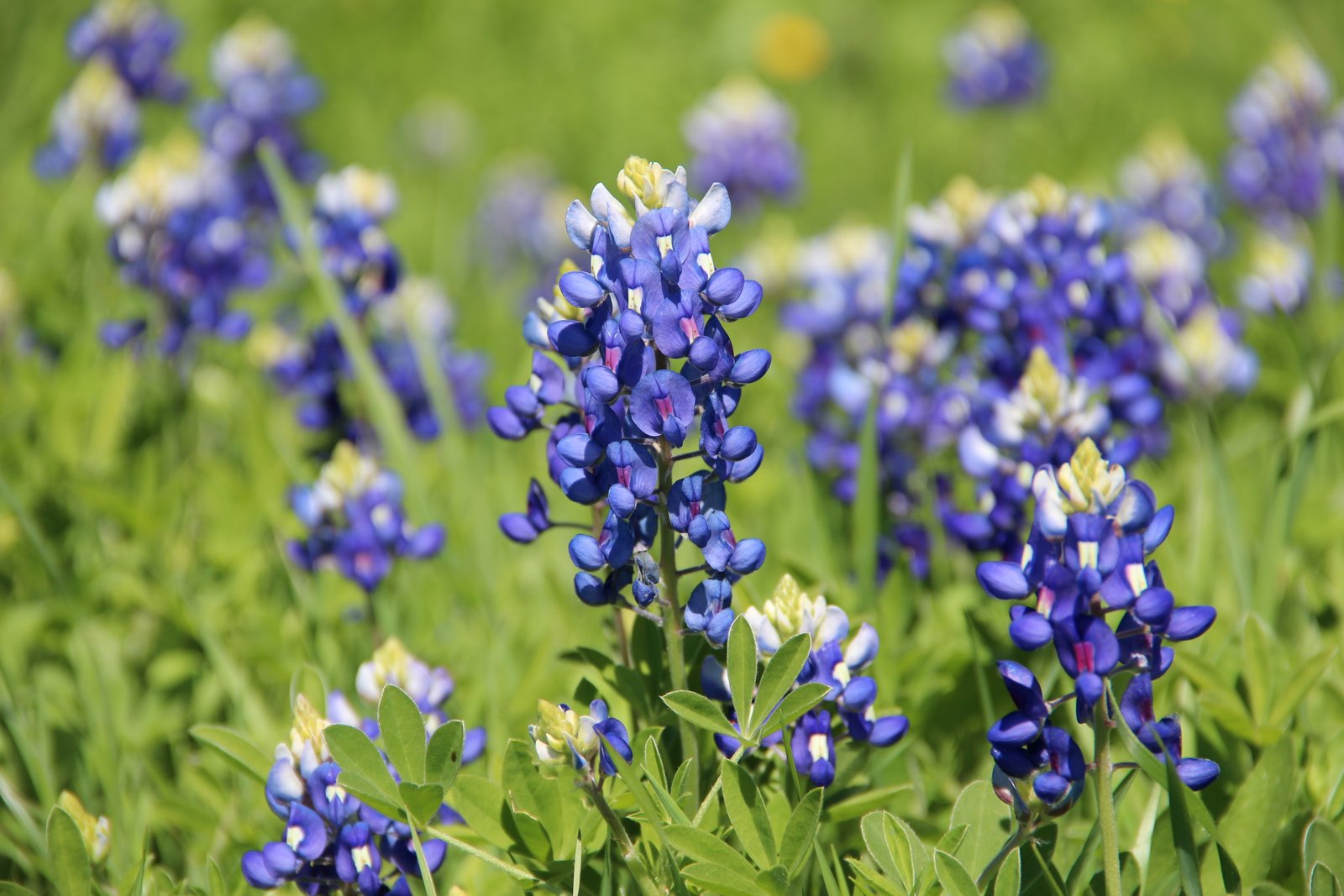 Lambie Blog: A Bluebonnet Baptism!