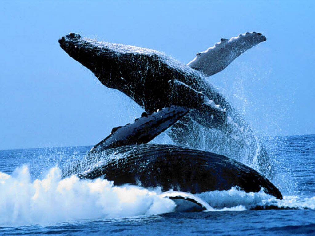 Blue Whale - Animals Photos