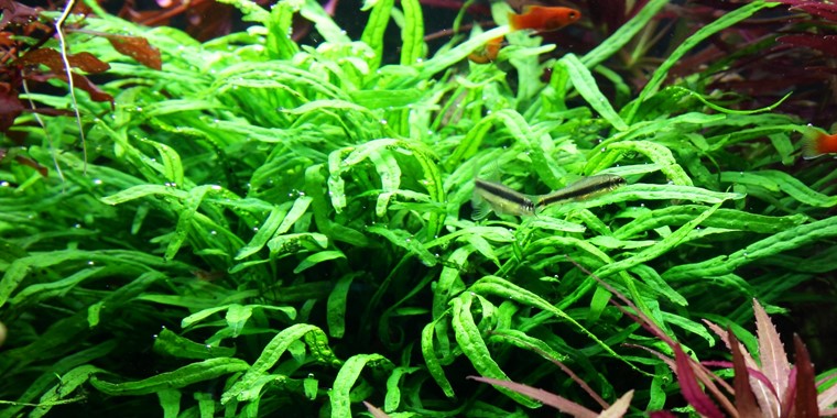 JAVA FERN TRIDENT (MICROSORUM PTEROPUS "TRIDENT")