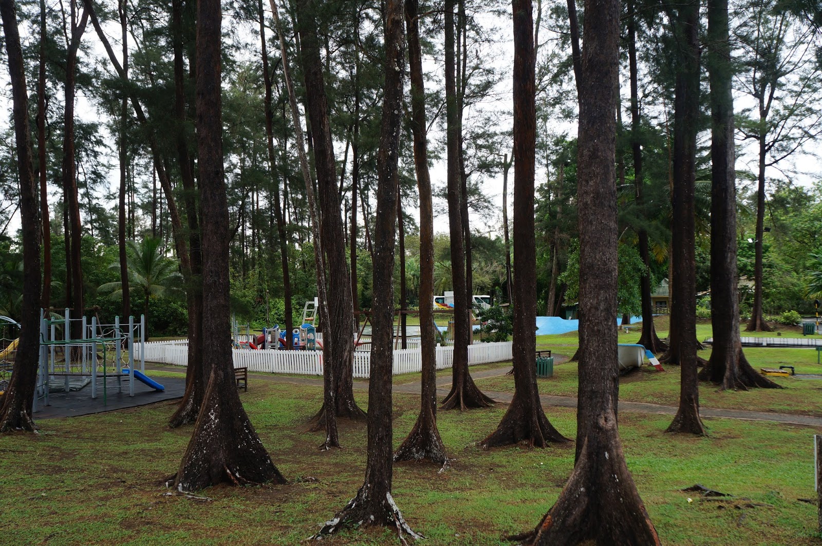 Borneo Jazz Festival 2016 di Buka dengan Tree Planting di Piasau Nature ...