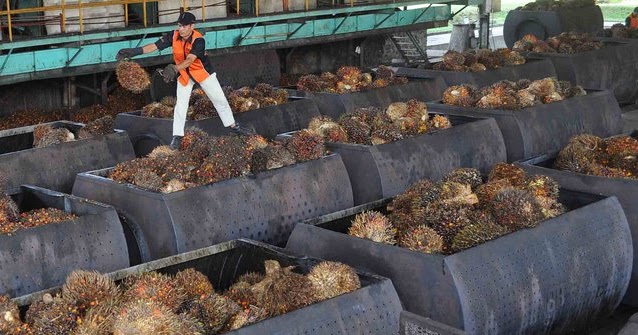 Proses Pengolahan Kelapa Sawit ~ All About Agriculture