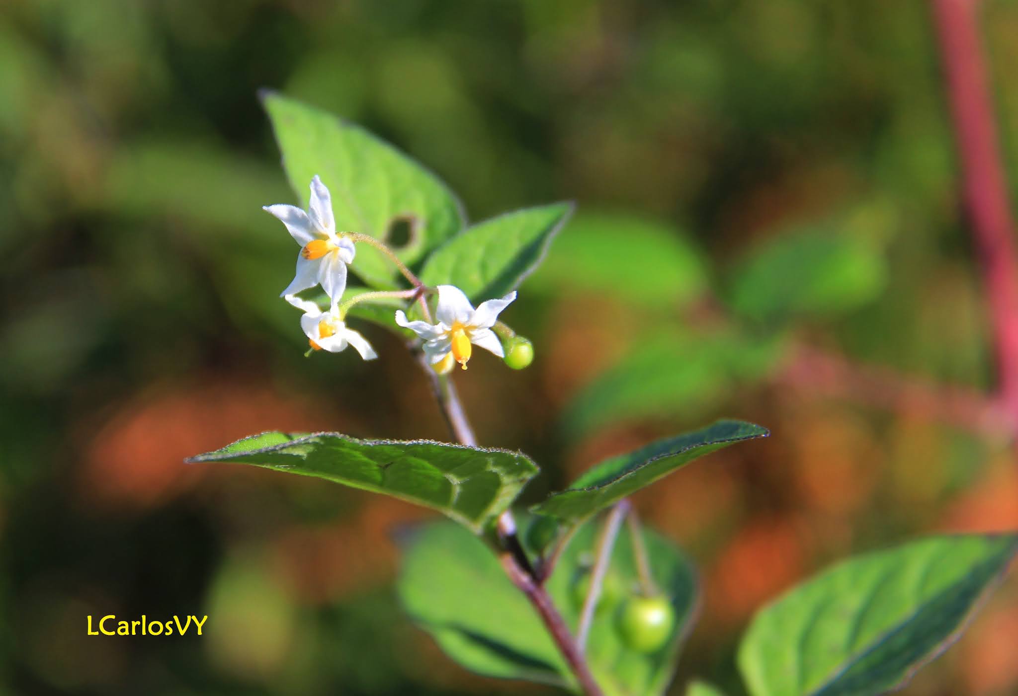 Plantas silvestres de Asturias: Hierba mora, Tomatillo del diablo ...