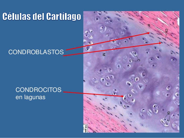 Histo Embriologia : Tejido Cartilaginoso