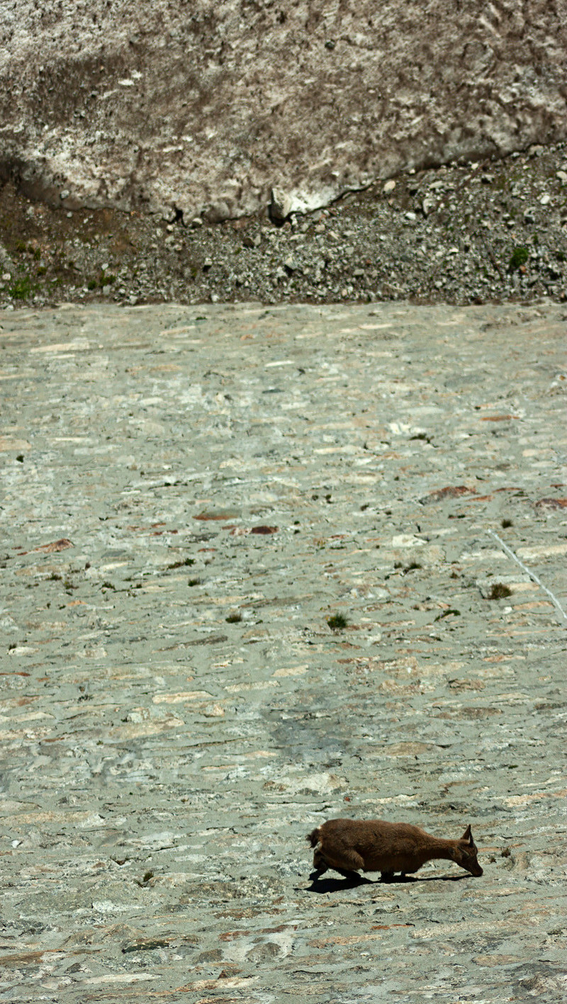 Alpine Ibex Goats on Dam