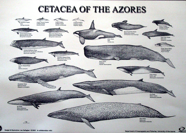 Development and Environment: Cetaceans of Azores / Cetáceos dos Açores