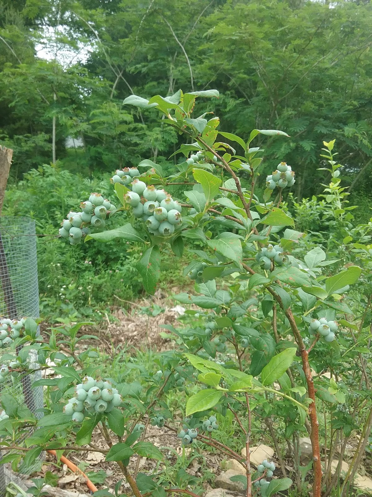 Vegans Living Off the Land: Blueberry & vertical trellis biodiverse garden
