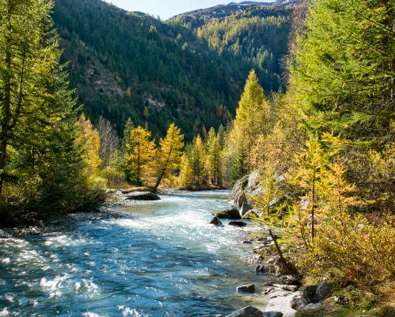 Floresta Boreal 1ºM03